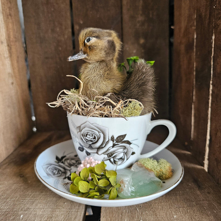 Taxidermy - real ducklings - Ducks in Cups – That Creative Feeling
