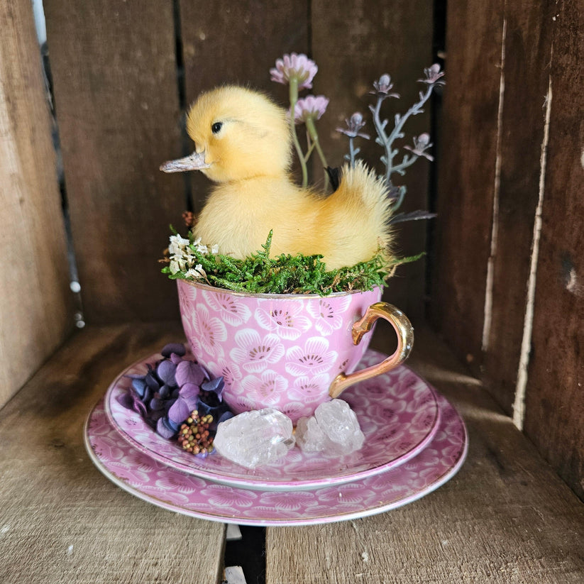 Taxidermy - real ducklings - Ducks in Cups – That Creative Feeling