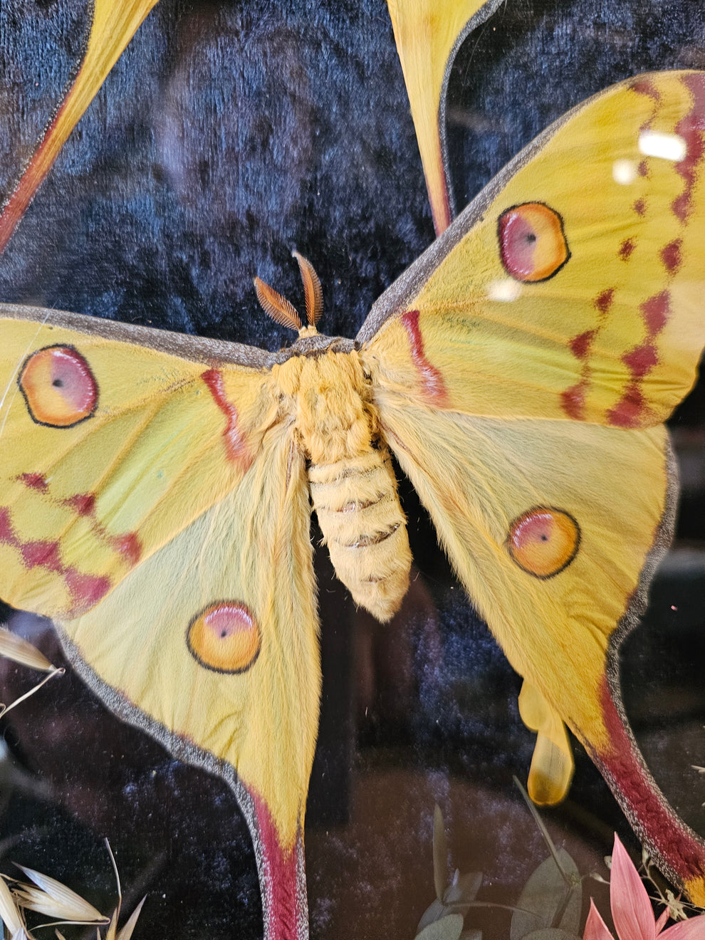 Frame vintage - with Giant Comet Moths – That Creative Feeling