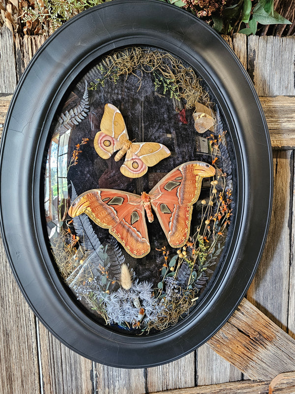 Frame vintage - Victorian Gothic bubble frame with Giant Atlas Moth ...